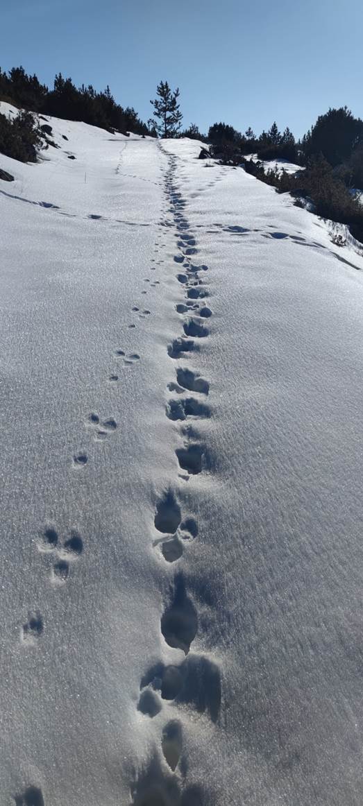 Wolves Snow Tracking - Biodiversity Conservation